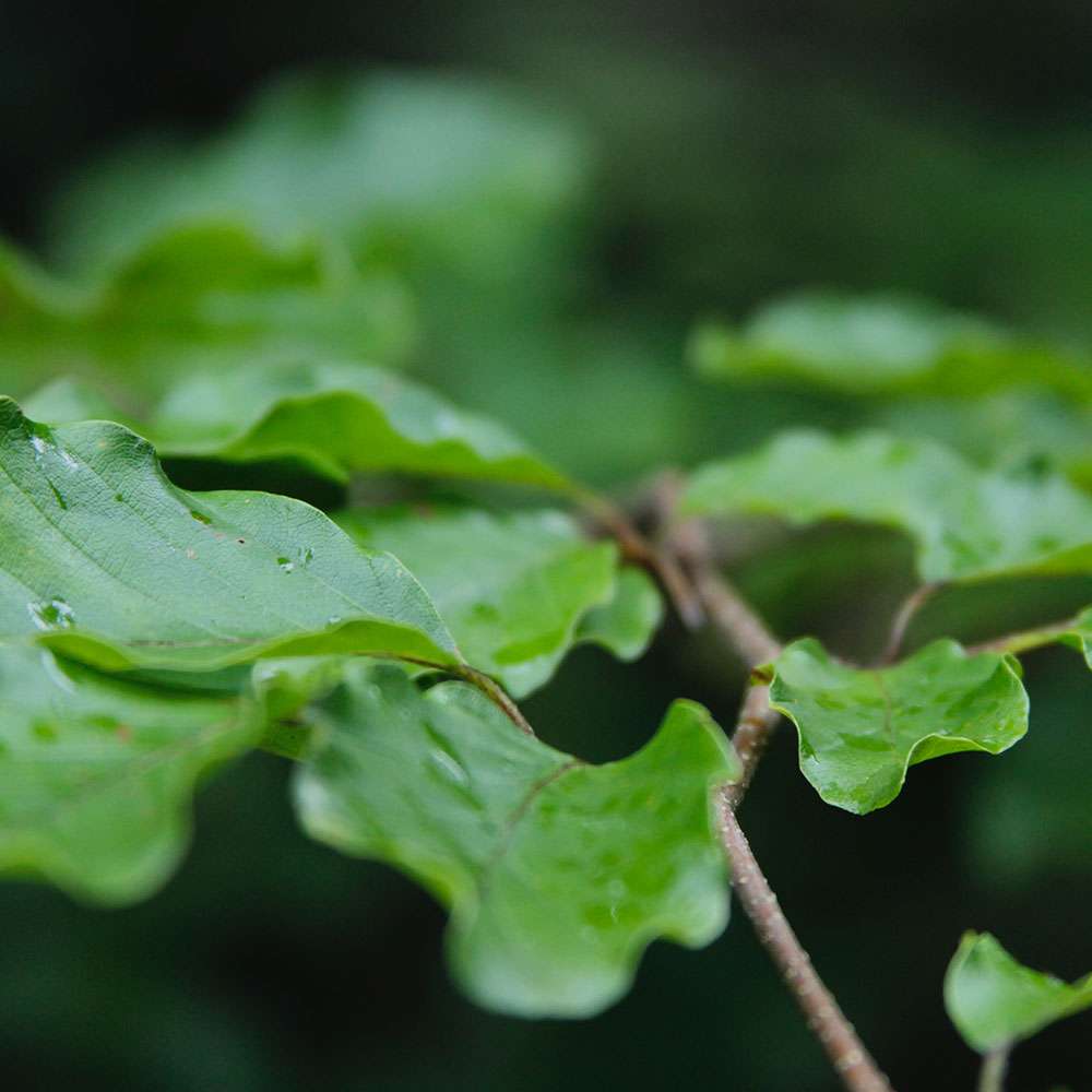 The History Behind Kava - KavaPedia
